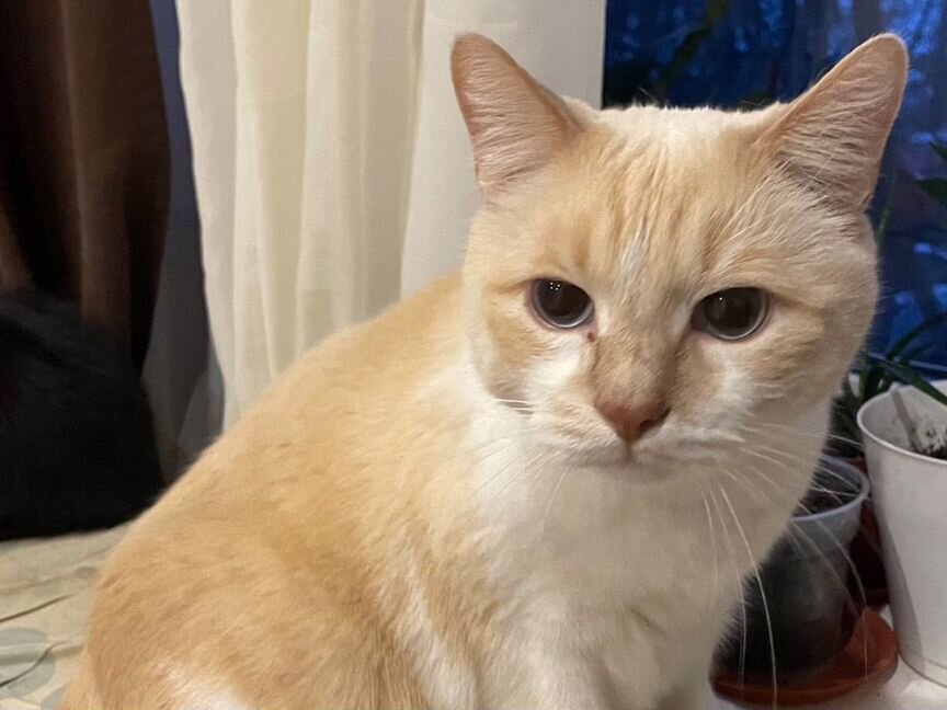 Котик в добрые руки