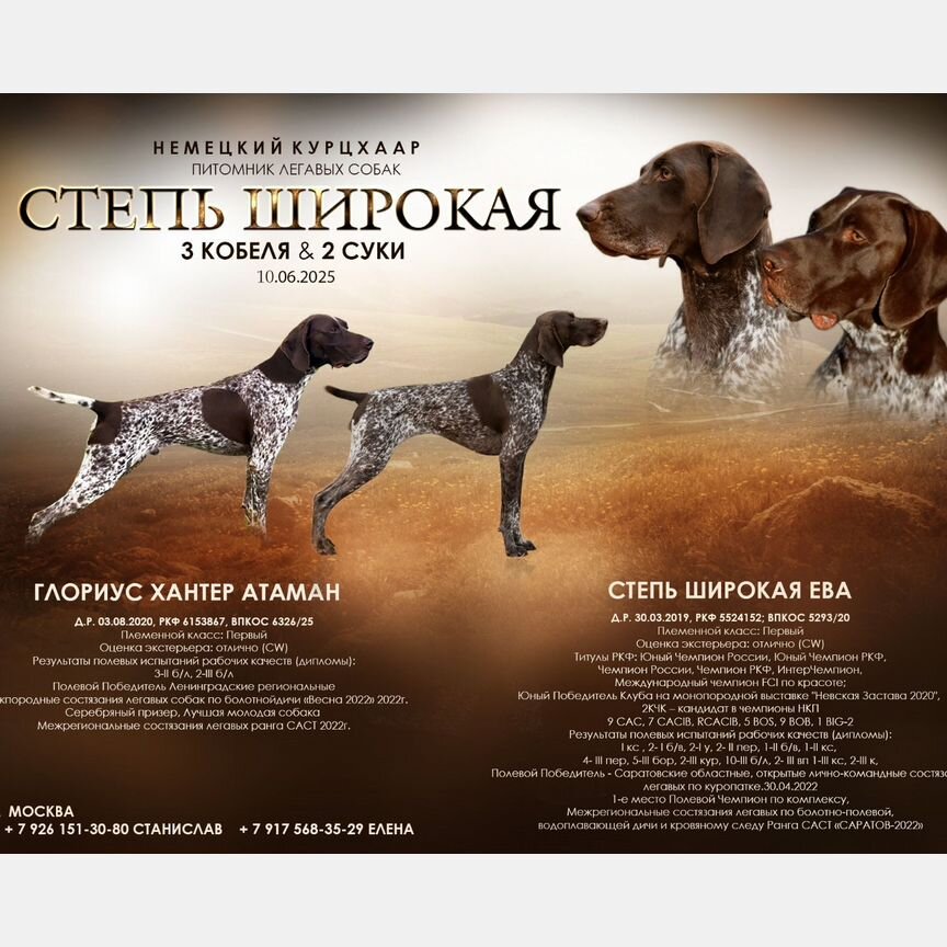 Щенки немецкого курцхаара от рабочих родителей