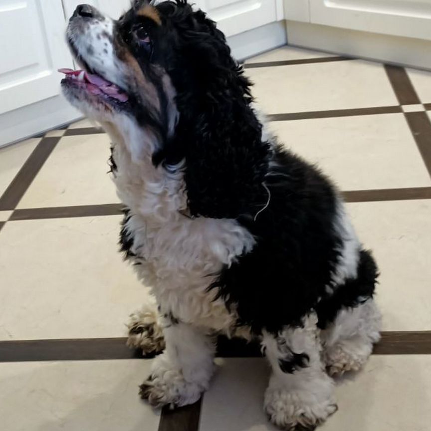 Собаки бесплатно