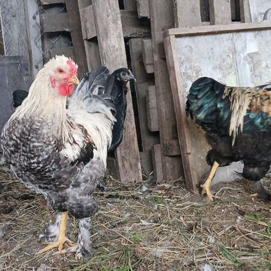 Молодые петухи,индийские бегуны