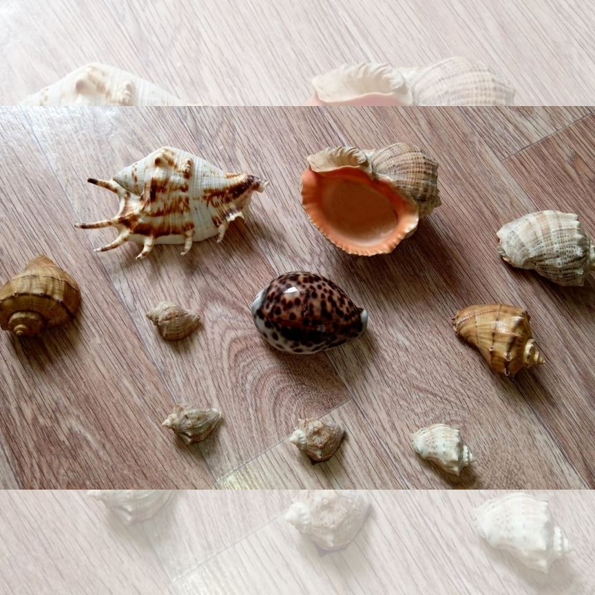 Морские ракушки