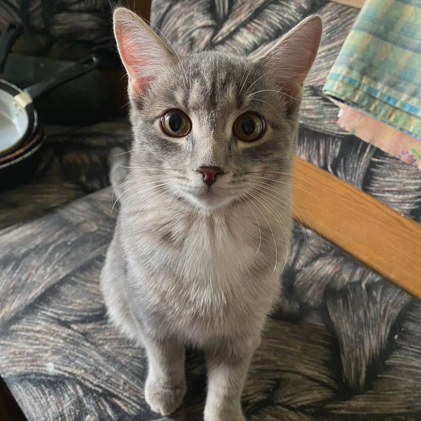 Взрослый кот в добрые руки