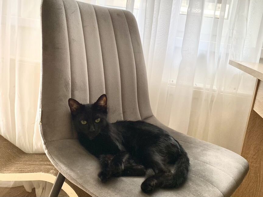 Котик в добрые руки