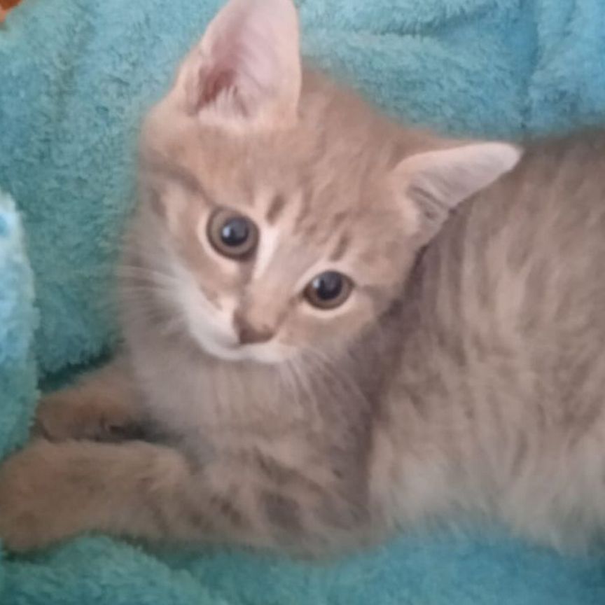 Котенок