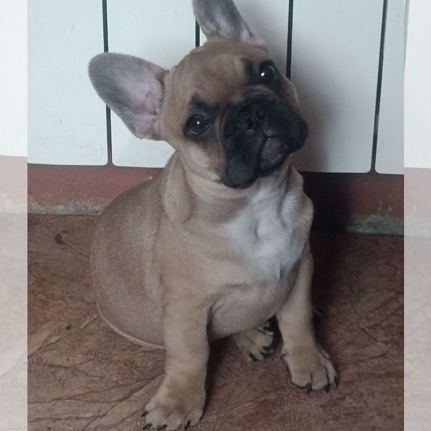 Французский бульдог, щенок