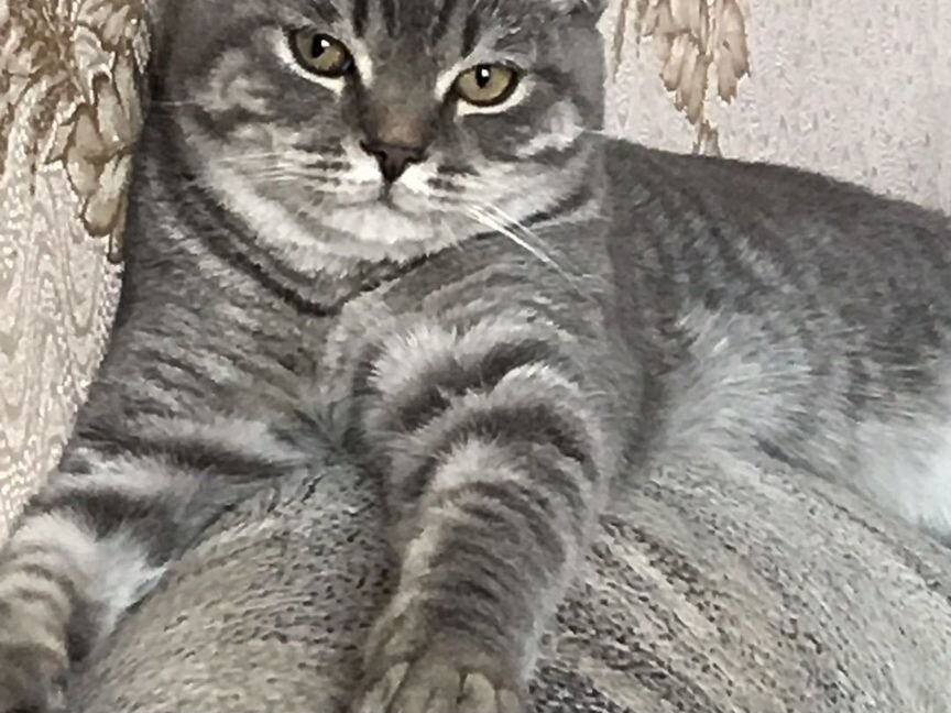 Кошка и кот отдам в хорошие руки