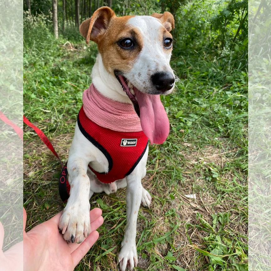 Отдам собаку в добрые руки