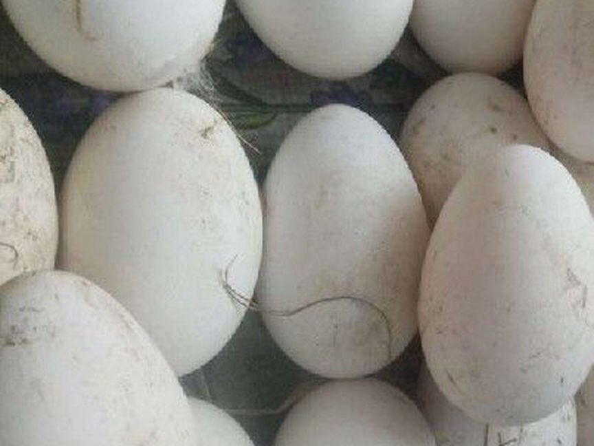 Продажа инкубационных яйц