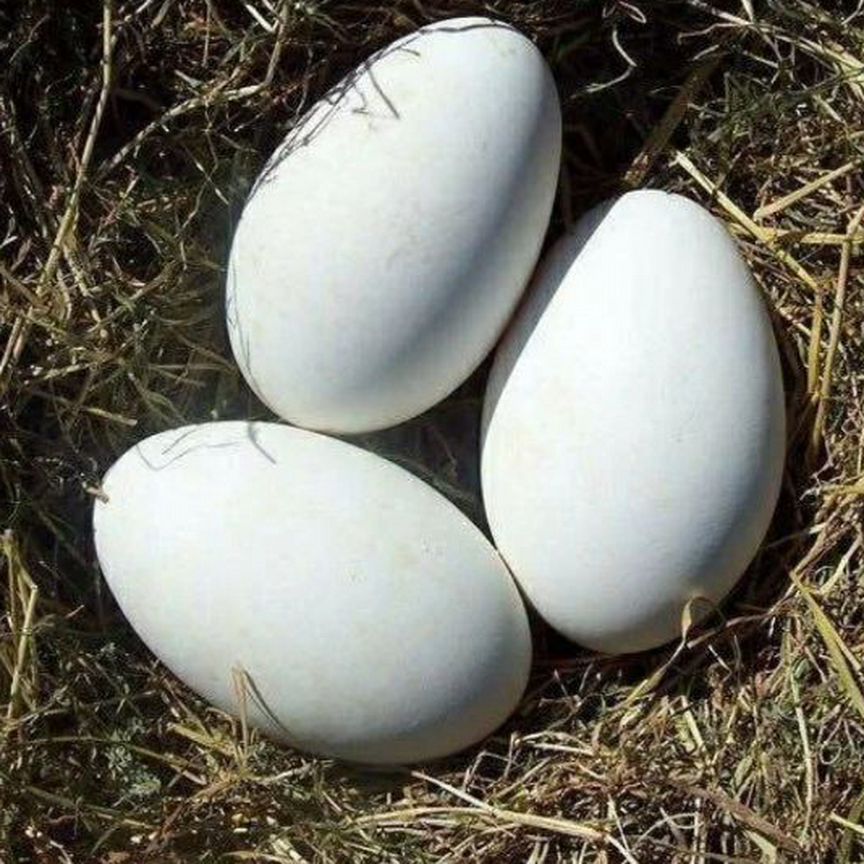Яйца гуся