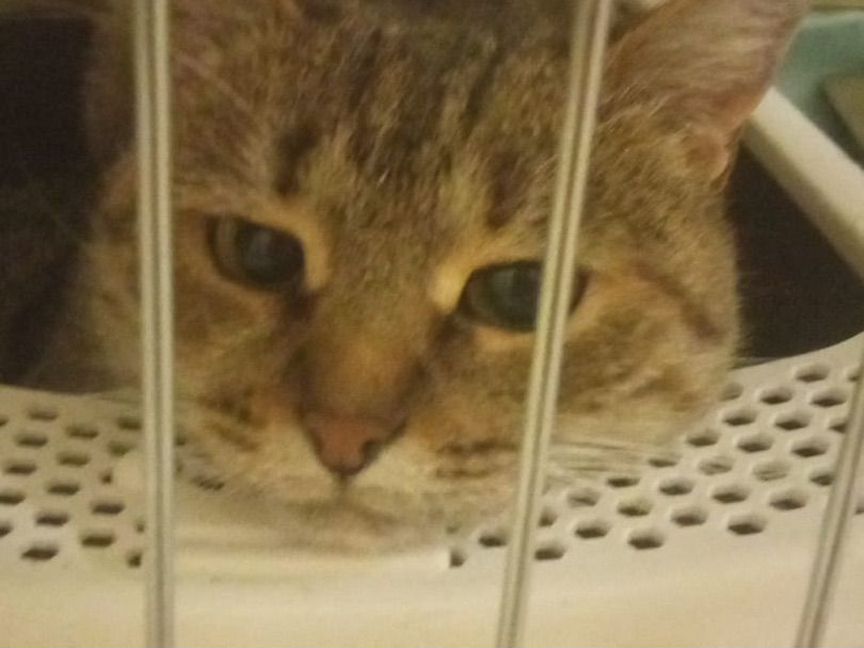 Малышка Варенька преданная хозяином ищет дом