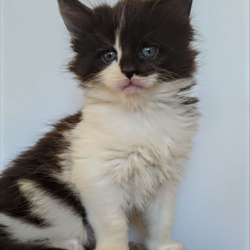 Котик мейнкун