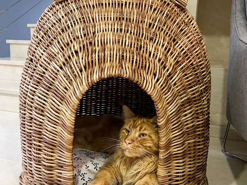 Котодом