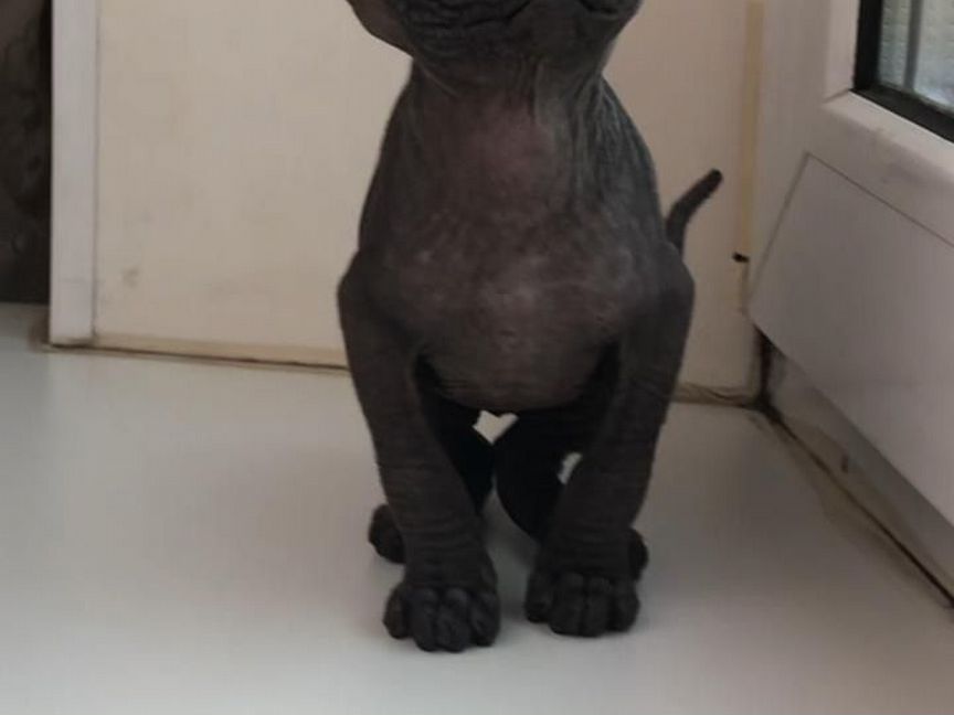 Канадский сфинкс