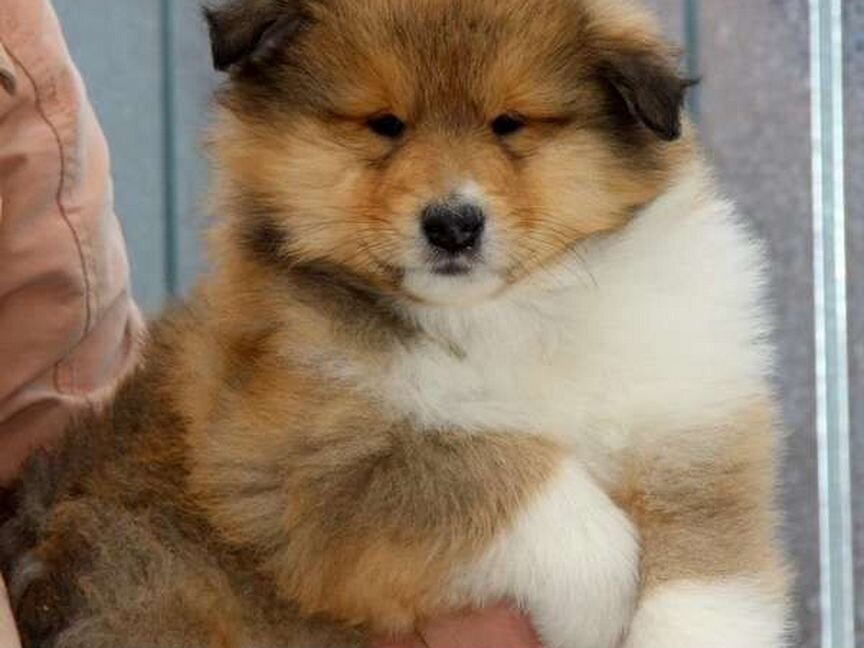 Колли
