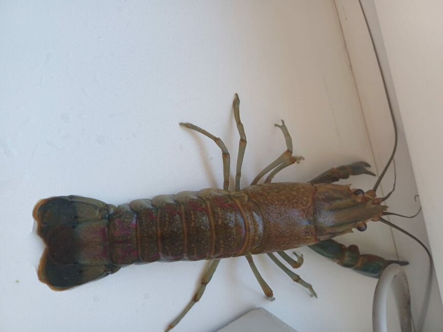 Австралийский рак