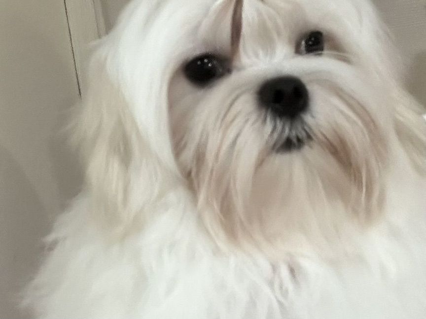 Корейский мальчик мальтезе в любимцы