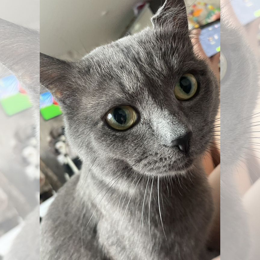 Вязка британских кошек