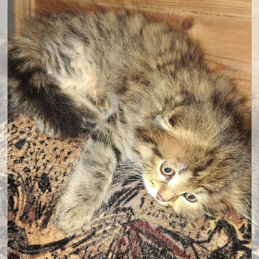 Шотландский вислоухий длинношёрстный котёнок