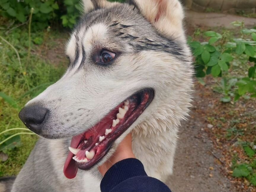 Сибирский хаски