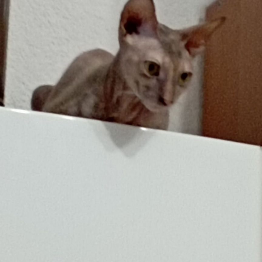 Кошка корниш-рекс