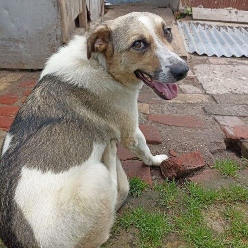 Собака в добрые руки