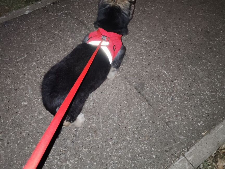 Щенок 3 месяца, бесплатно