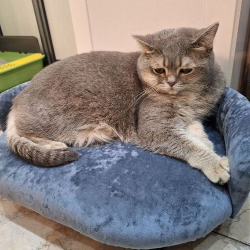 Лежанка/диван для кошек и собак