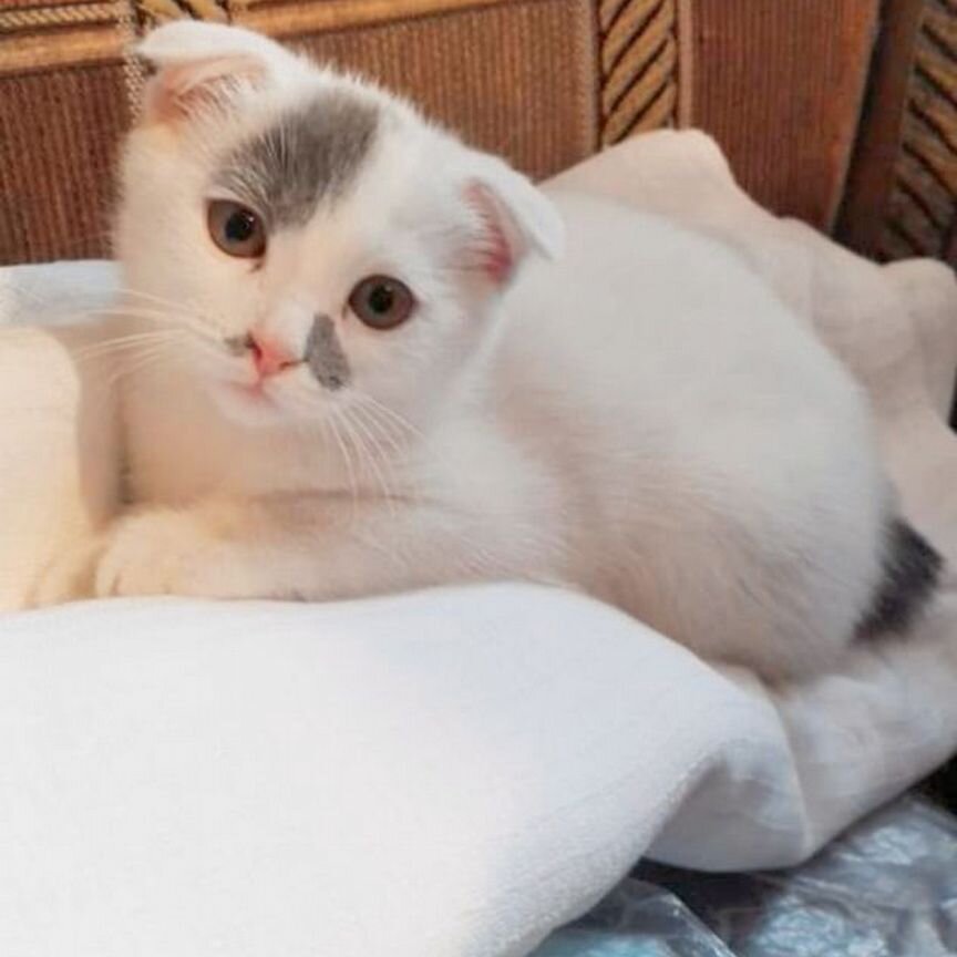 Вязка кошечки