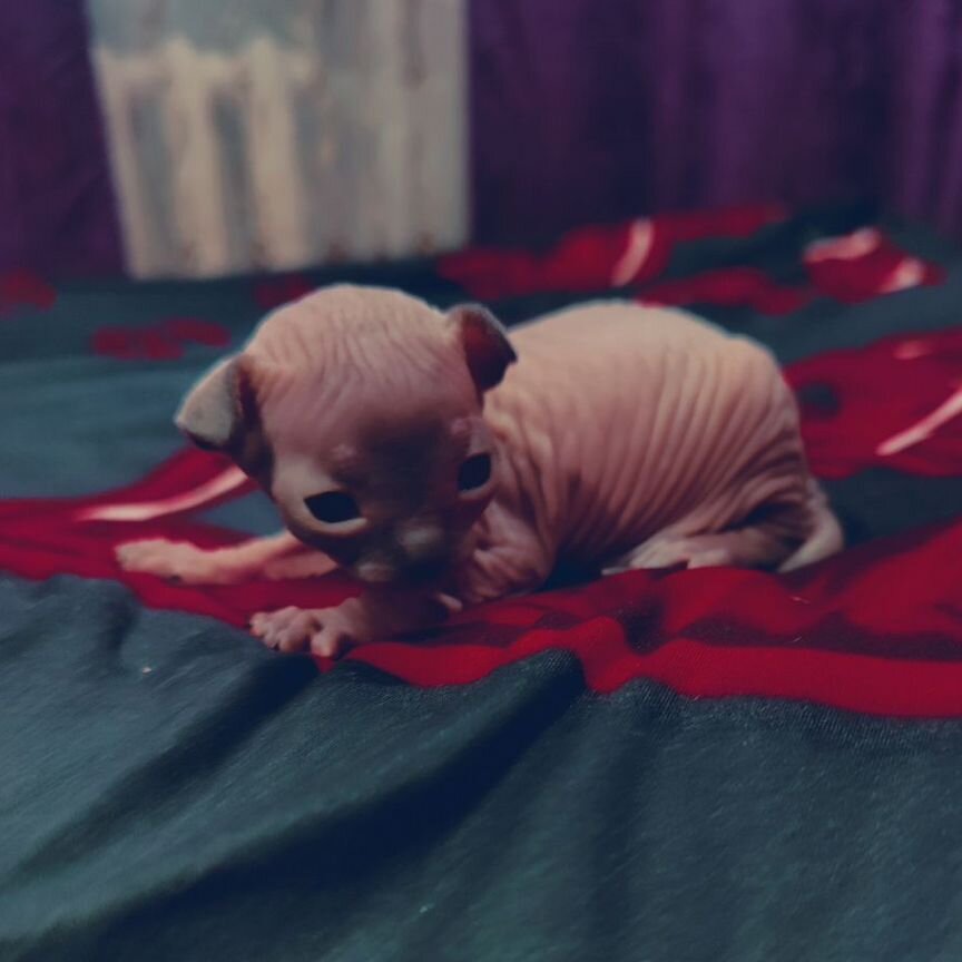 Канадский сфинкс котёнок