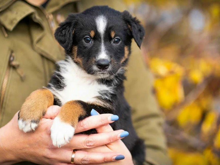 Милые девчонки в добрые руки
