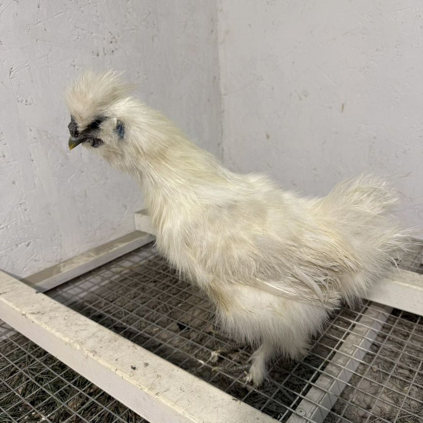 Продам петухов китайской шелковой