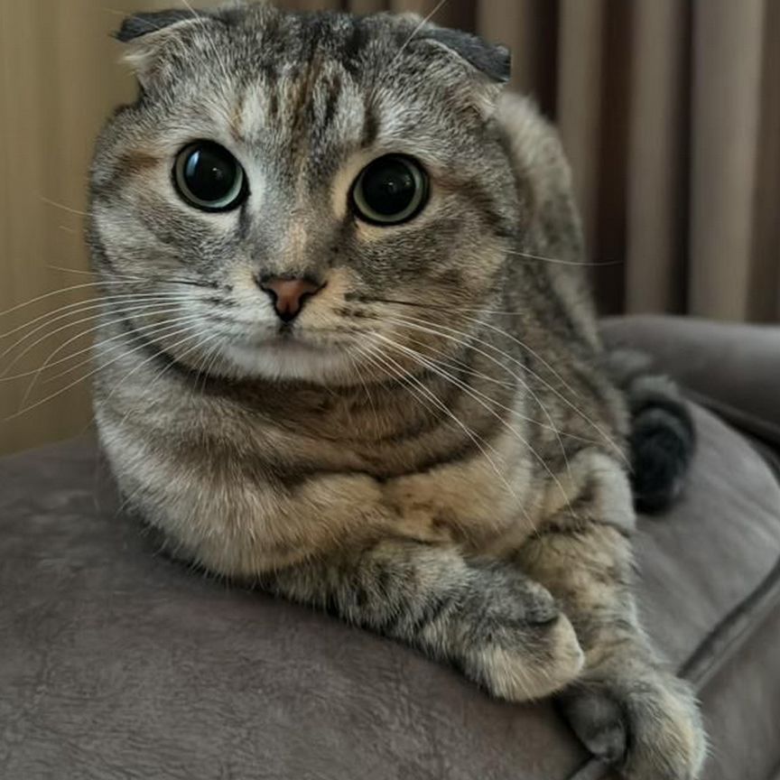 Шотландская вислоухая кошечка бесплатно