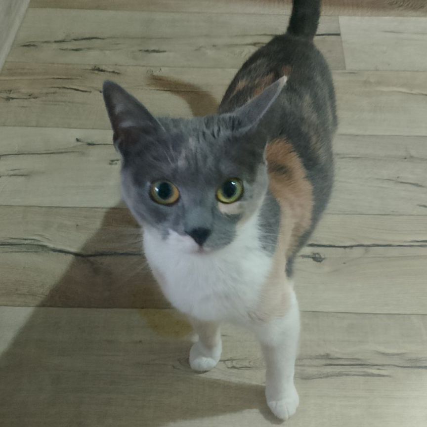 Взрослая, кошка в добрые руки