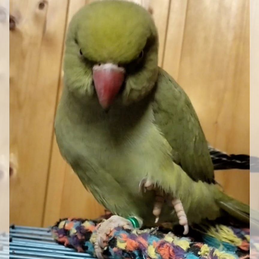 Ожереловый попугай