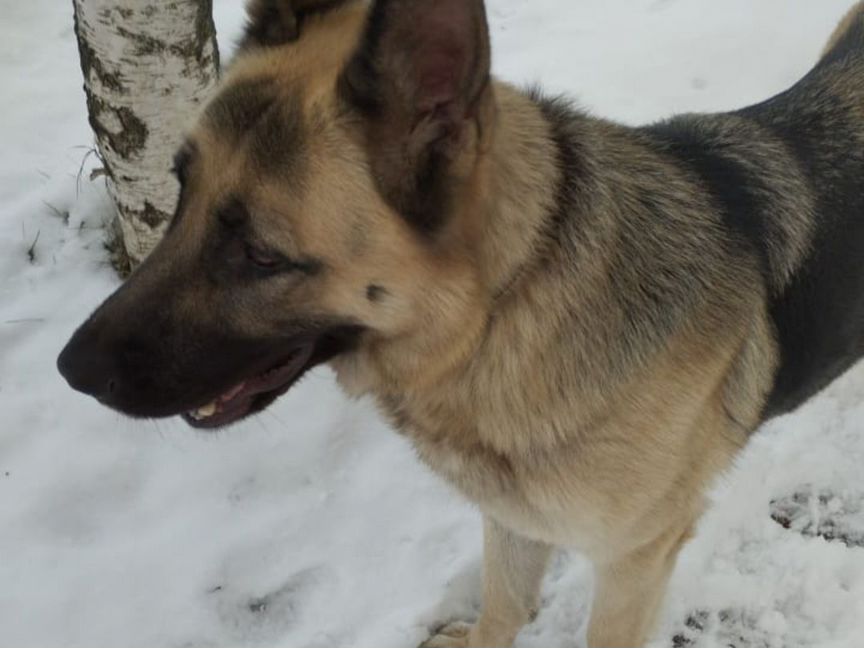 Восточноевропейская овчарка пропала, потерялась