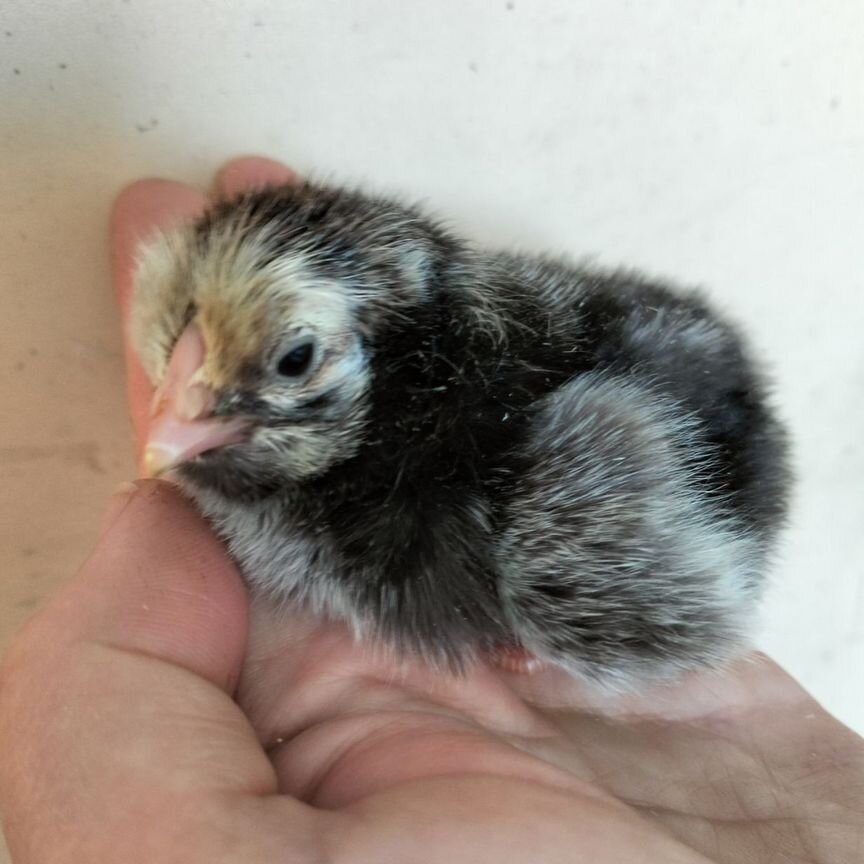 Цыплята суточные