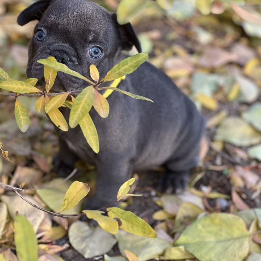Французский шик