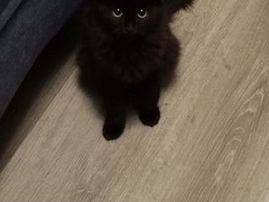 Вислоухий котик ищет дом