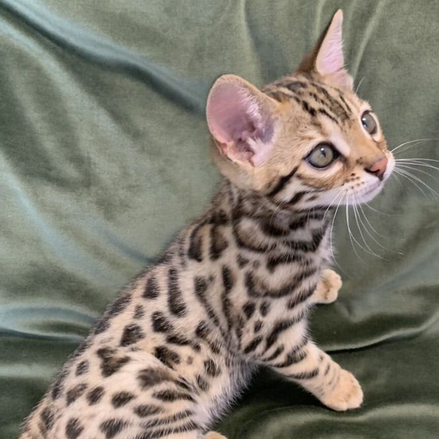 Котята алк F2