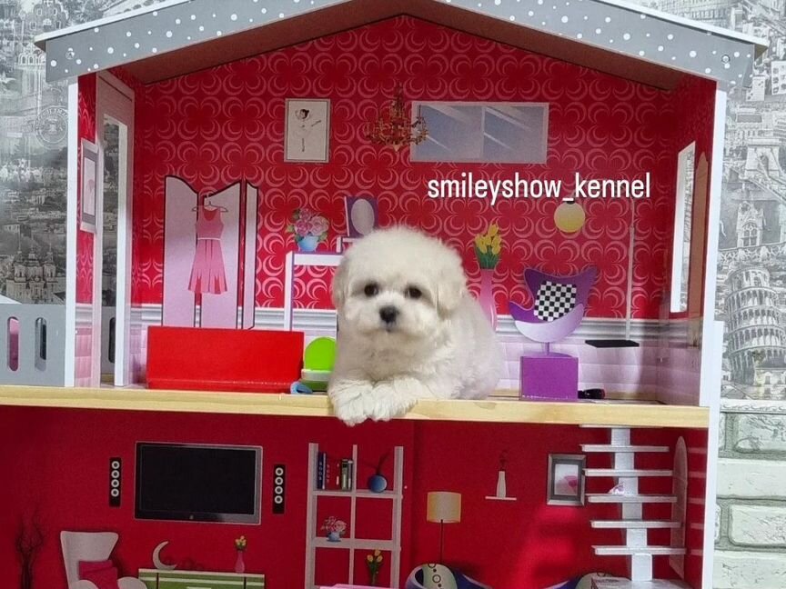 Мальчик maltipoo F1 мини