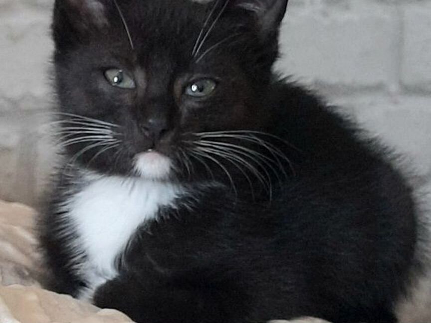 Трогательный котенок ждёт любящих хозяев