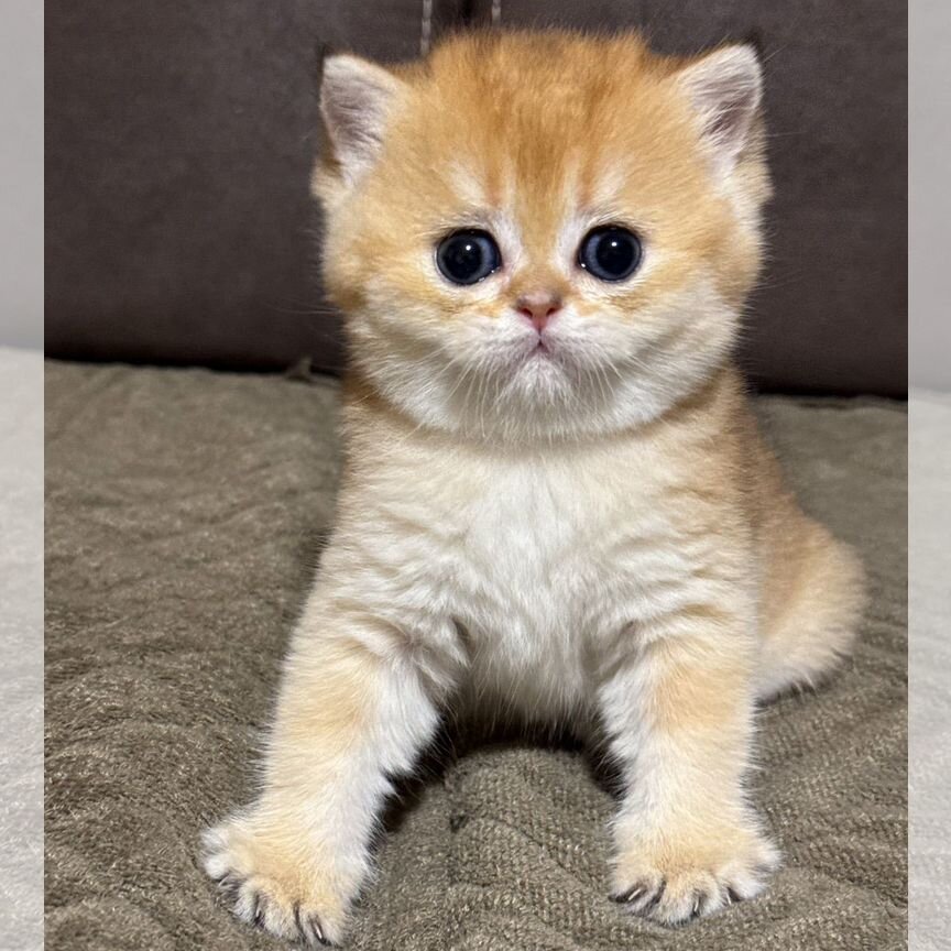 Шотландский прямоухий короткошёрстный котёнок