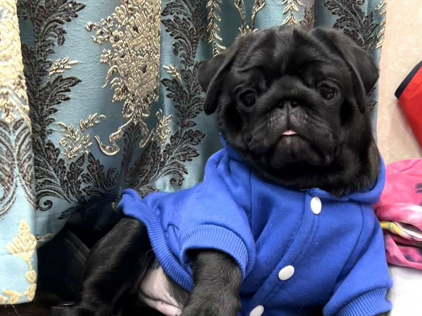 Мопсик щенок мальчик