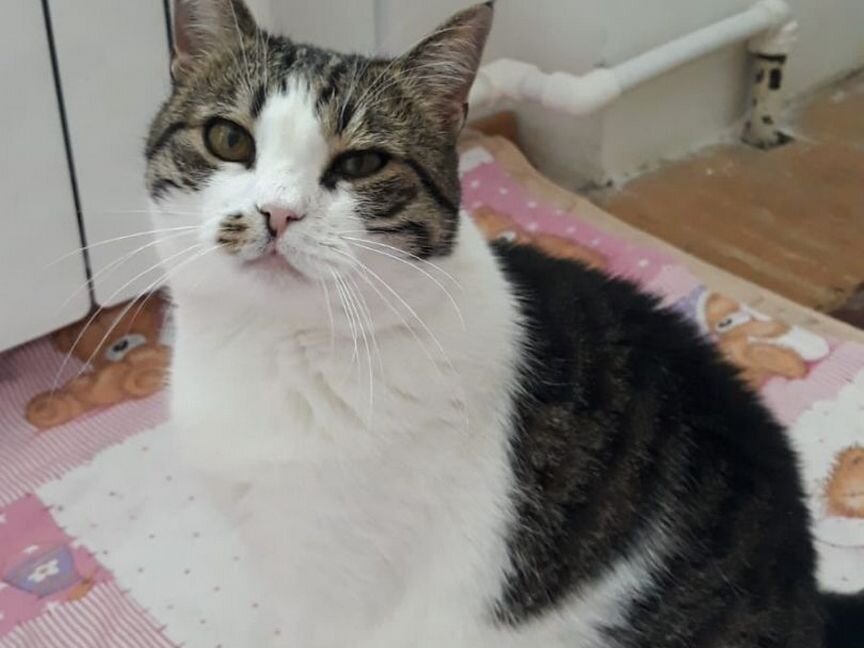 Кошечка Маруся 3 года