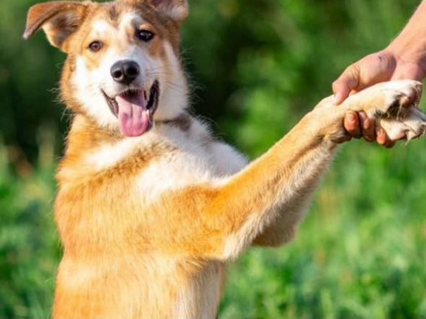 Собака в добрые руки отдам бесплатно