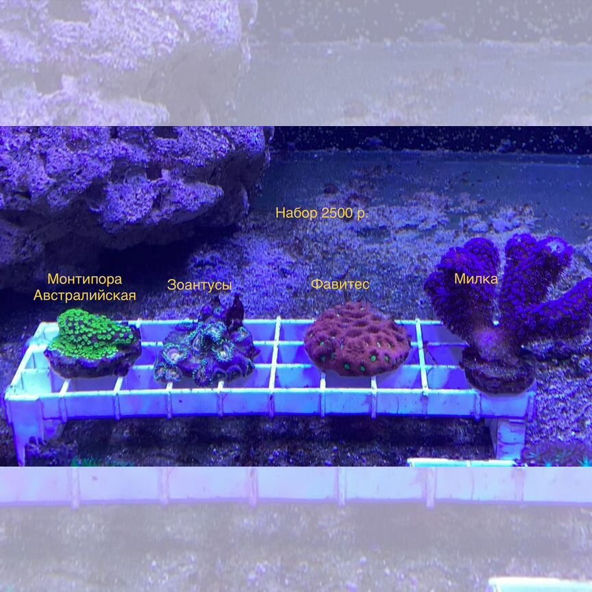 Морские кораллы