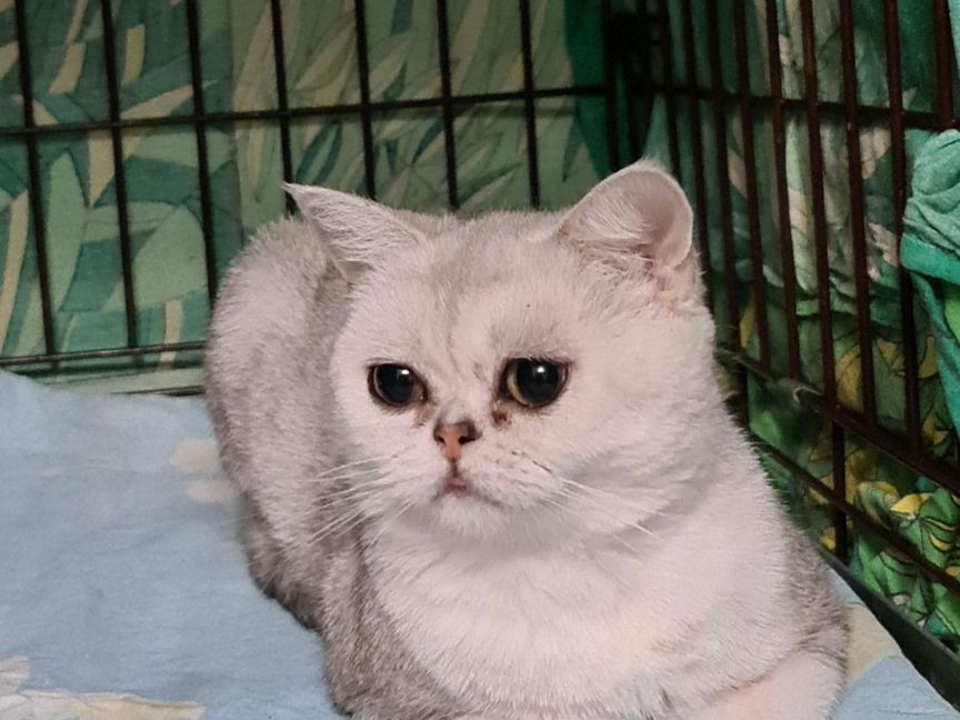 Молоденькая ласковая шотландская кошечка