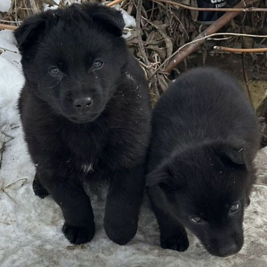 Щенок