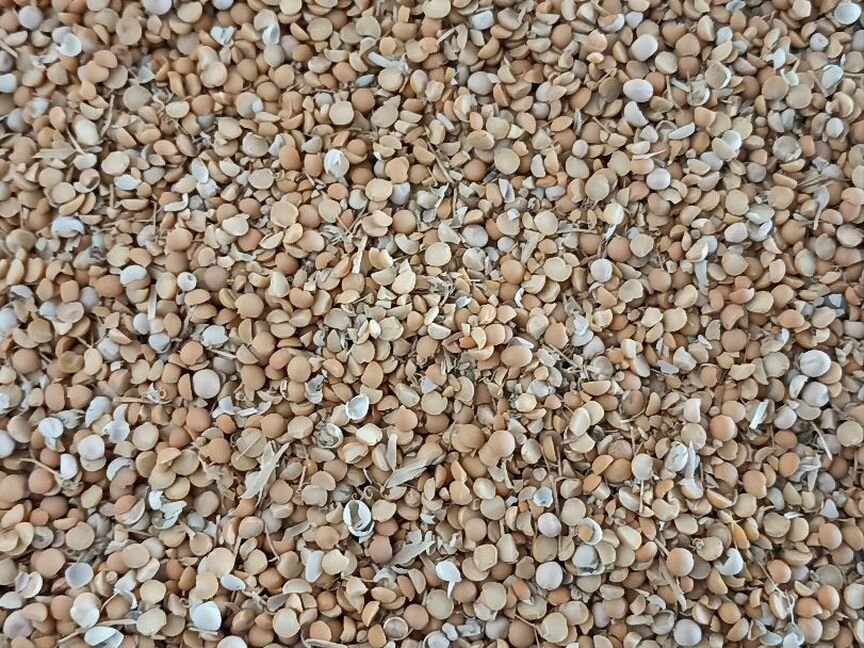 Горох половинки