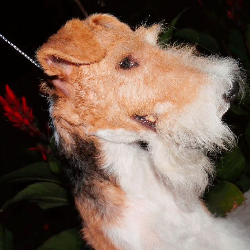 Щенки фокстерьера